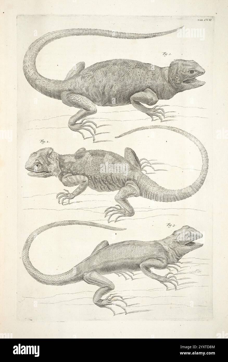 Top lizard displays hi-res stock photography and images - Alamy