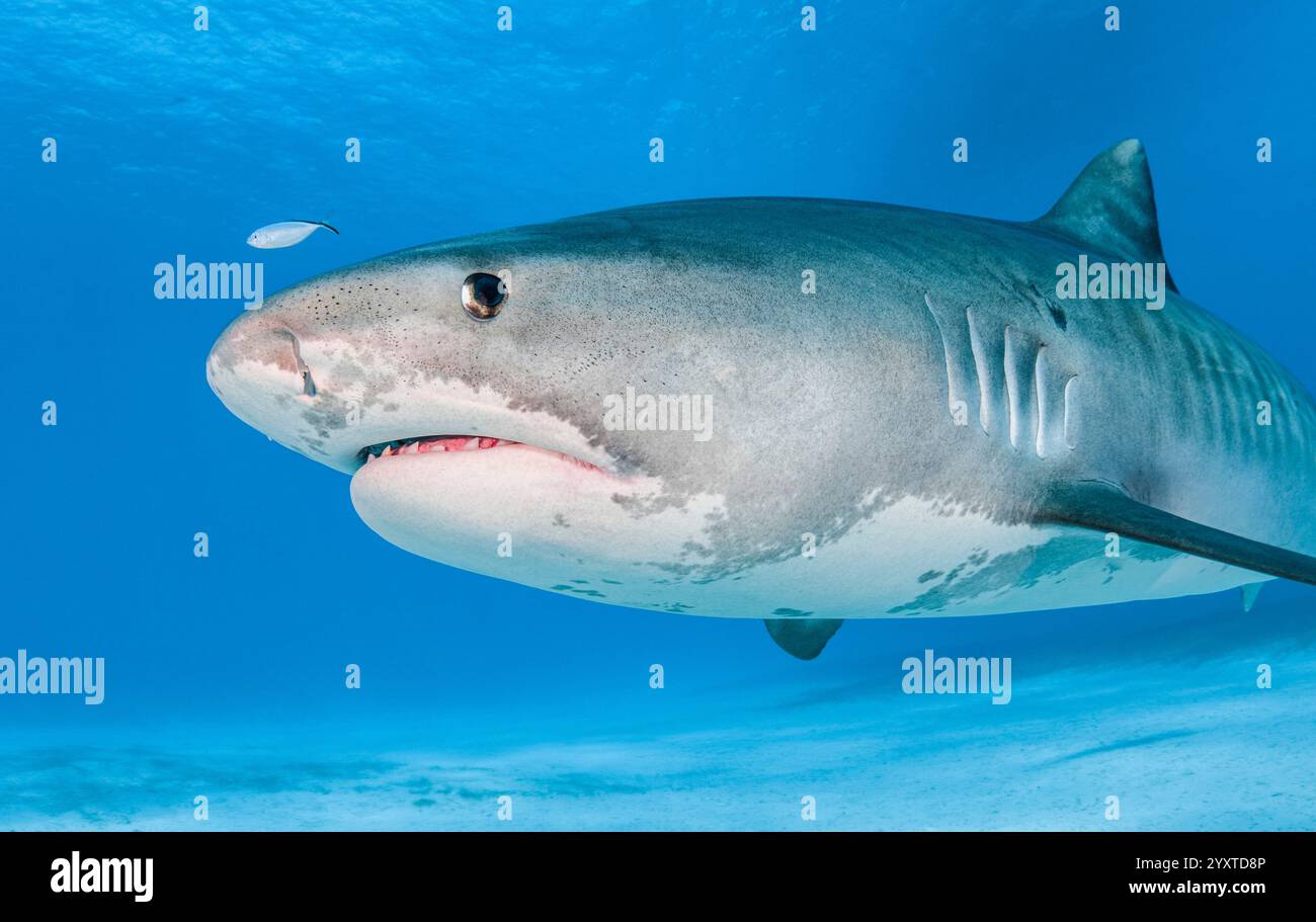 tiger shark, Galeocerdo cuvier, with juvenile bar jack, Caranx ruber ...