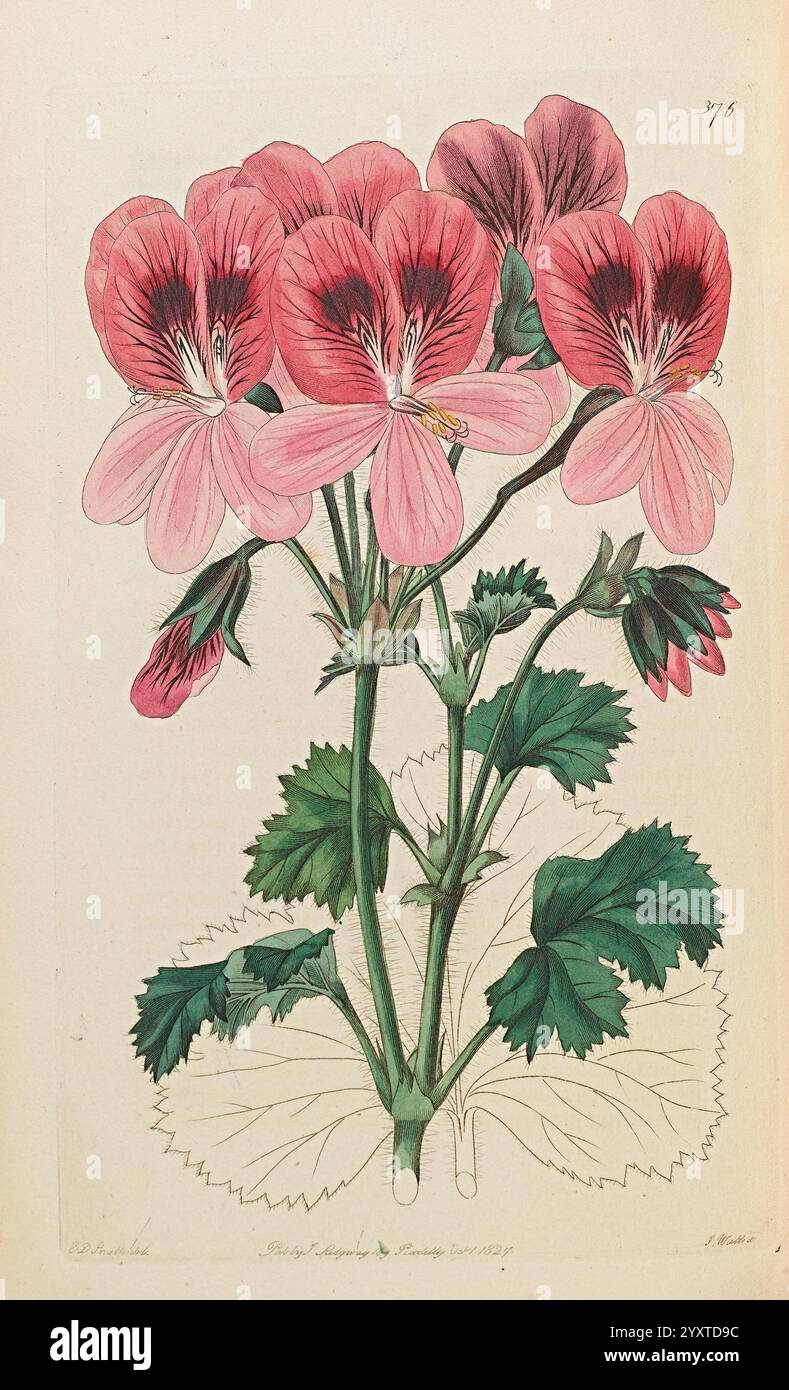 Geraniaceae, London, Printed for James Ridgway, Piccadilly, 1820-1830 ...