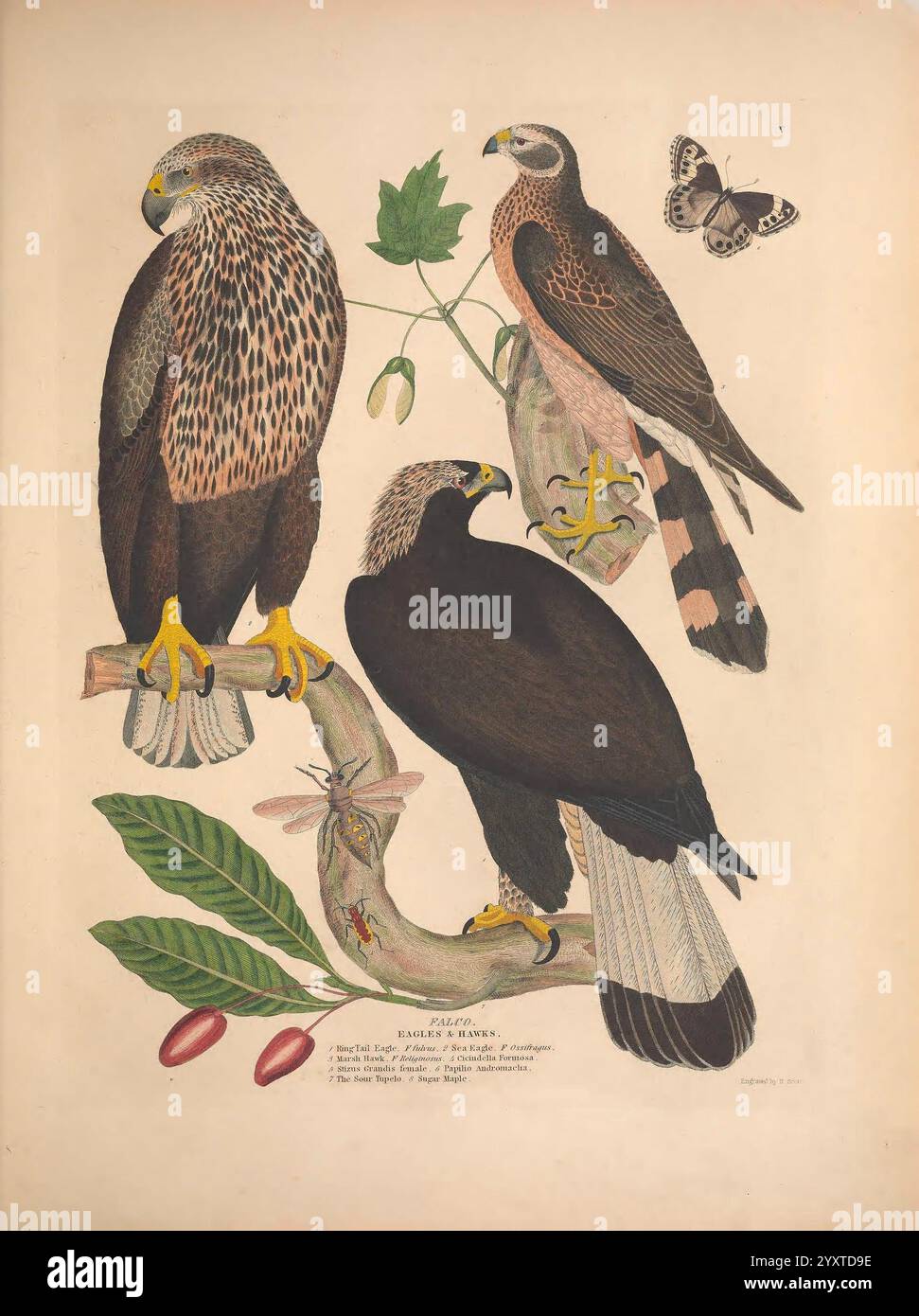 Artwork depicts three birds perched hi-res stock photography and images ...