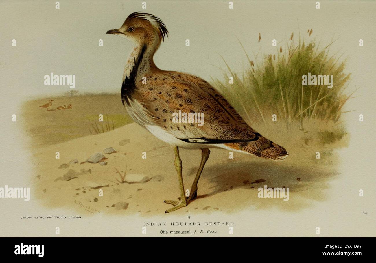 Indian houbara bustard hi-res stock photography and images - Alamy
