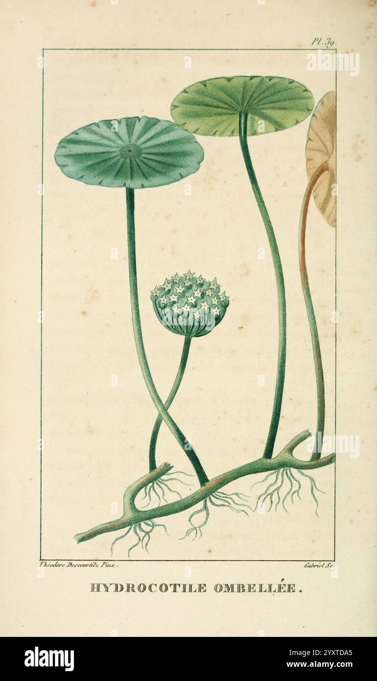 Hydrocotile ombellee hi-res stock photography and images - Alamy