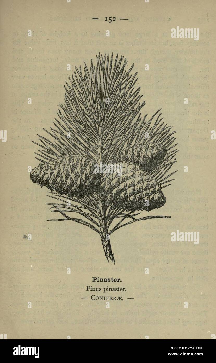 Botany pinaster pinus pinaster coniferae pinus pinaster hi-res stock ...