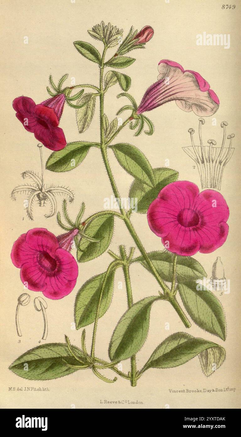 Curtis's botanical magazine London New York botanical illustration ...