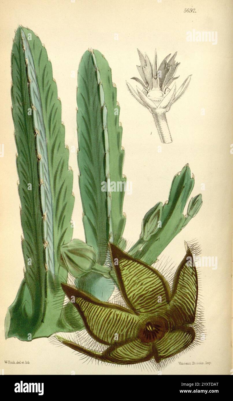 Plants ornamental curtis stapelia plantii taxonomy hi-res stock ...