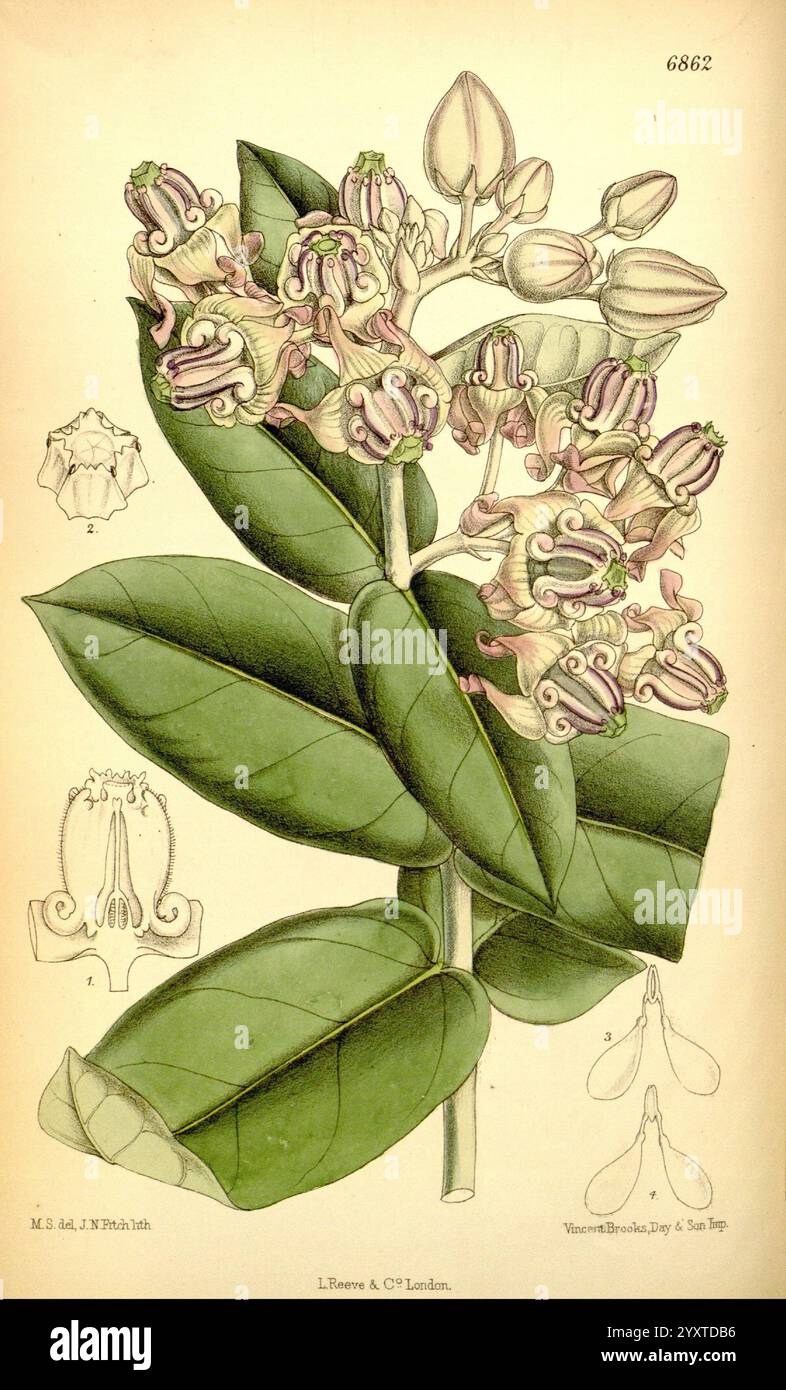Curtis's Botanical Magazine, London, New York, Botanical Illustration ...