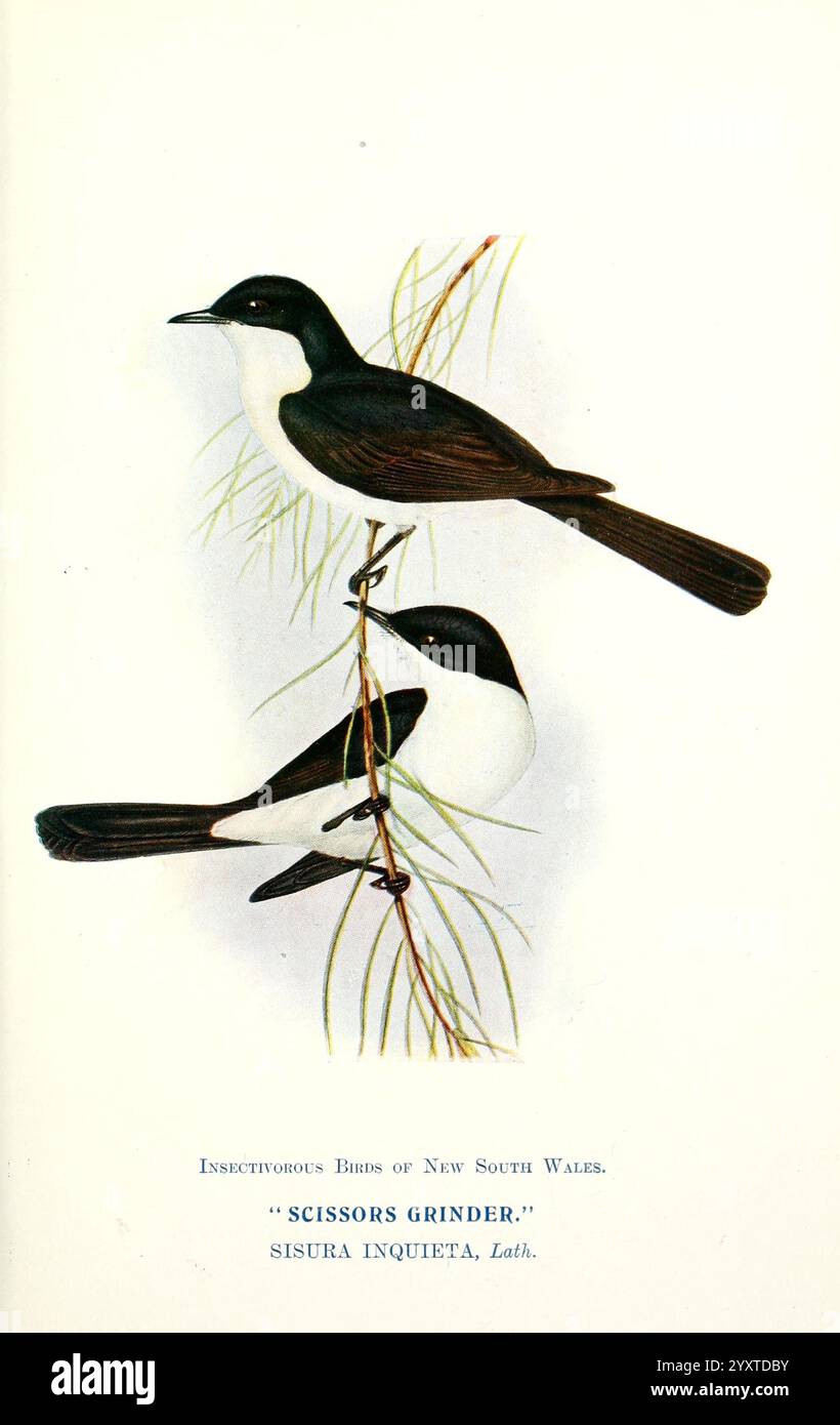 Some, useful, Australian, birds, Sydney, W.A, Gullick, Govt, Printer ...