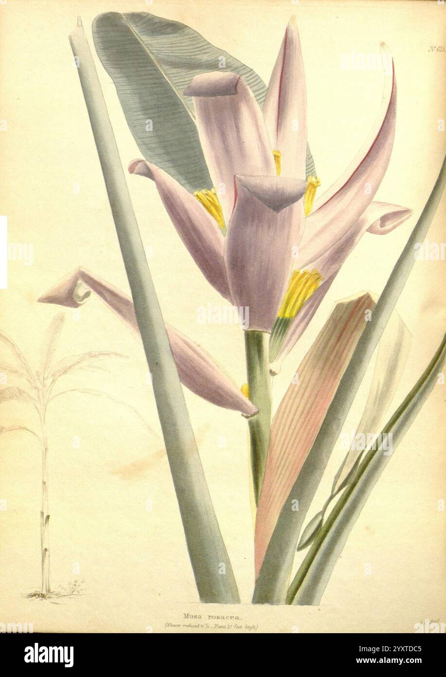 Faint label hi-res stock photography and images - Alamy