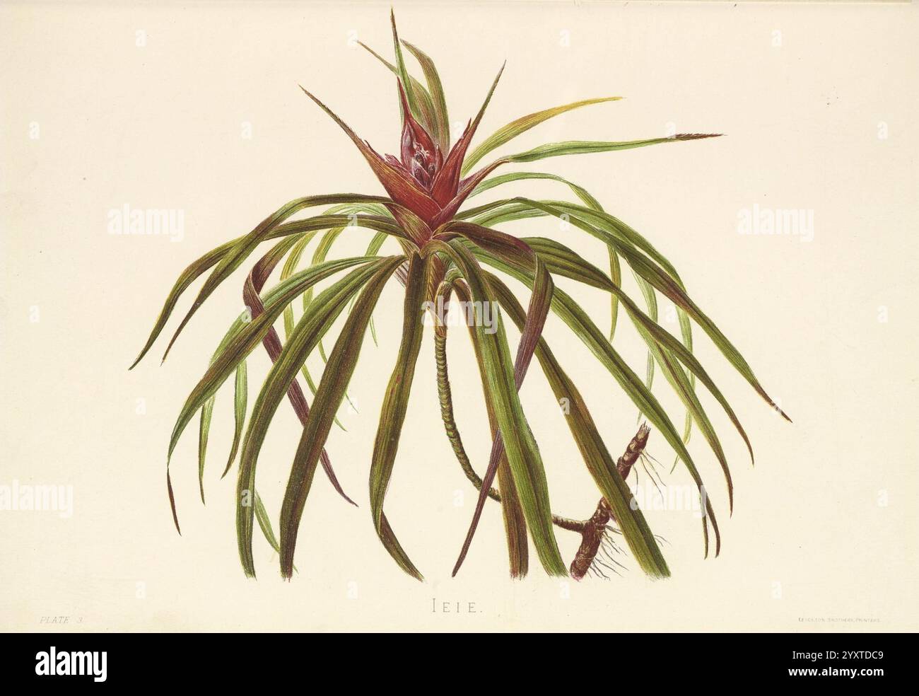 Indigenous flowers of the Hawaiian islands London Sampson Low Marston ...