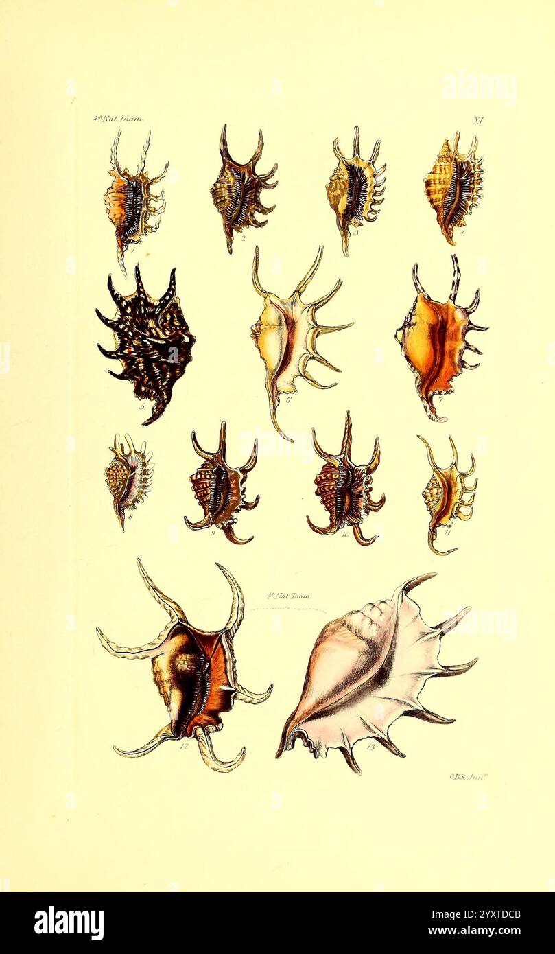 Striking markings highlight hi-res stock photography and images - Alamy