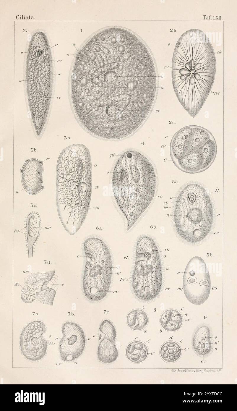 Possess distinctive body structures hi-res stock photography and images ...