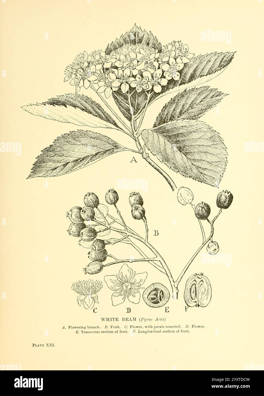 Trees, and, shrubs, of, the, British, Isles, London, Dent, 1909, botany ...