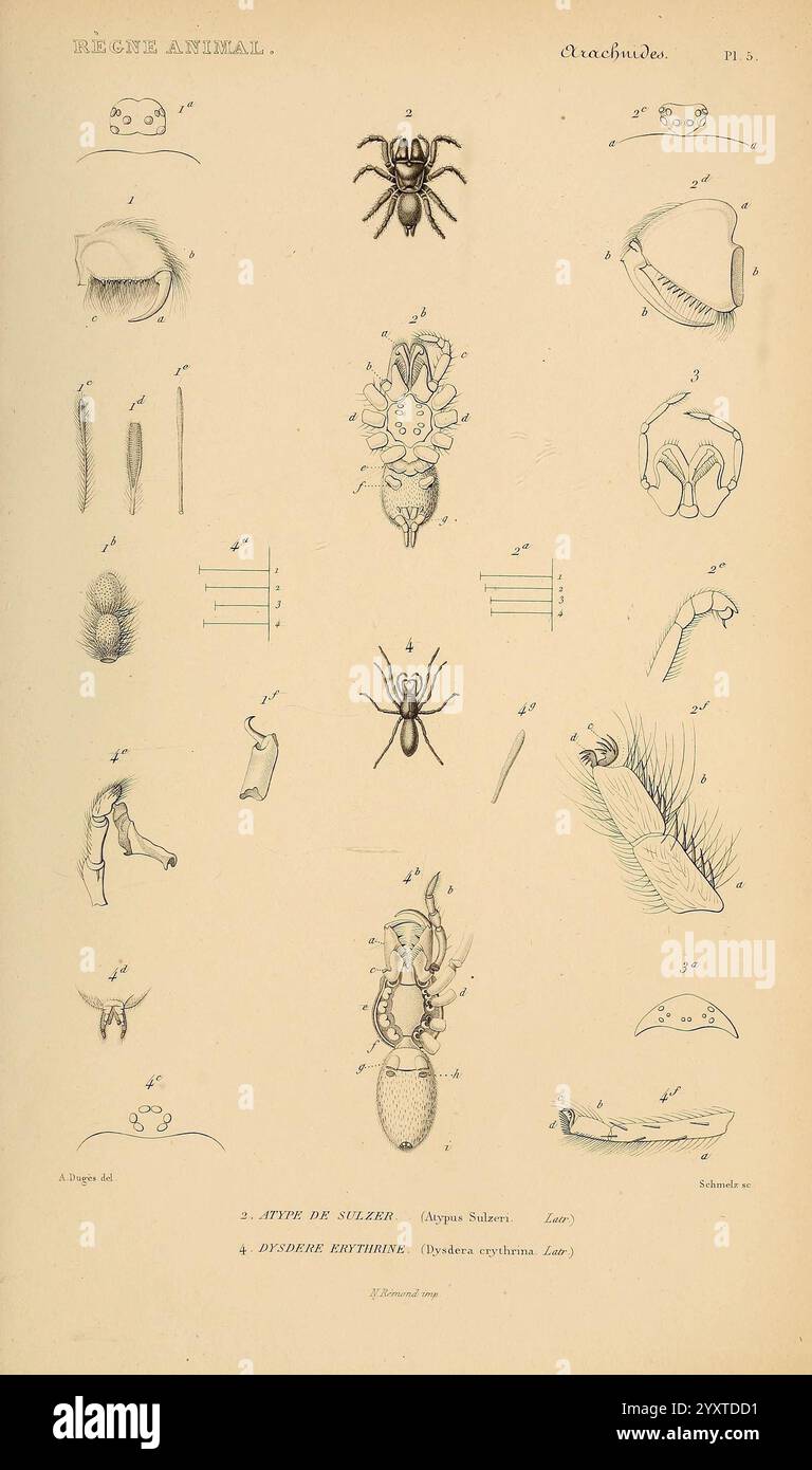 Le règne animal distribué d'après son organisation Paris, 1836-1849 ...