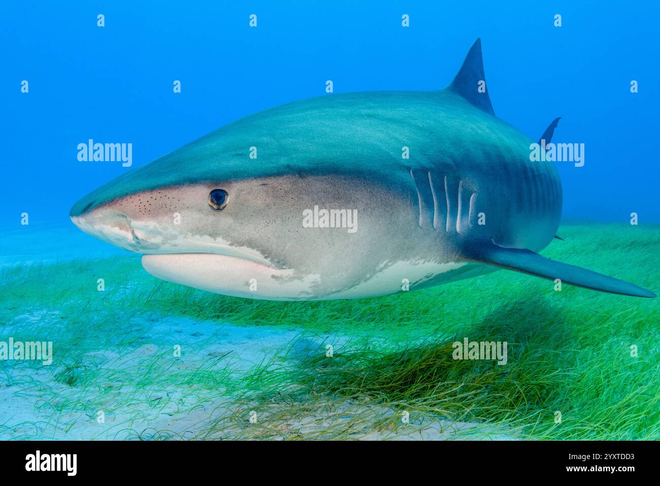 tiger shark, Galeocerdo cuvier, over turtlegrass, Thalassia testudinum ...