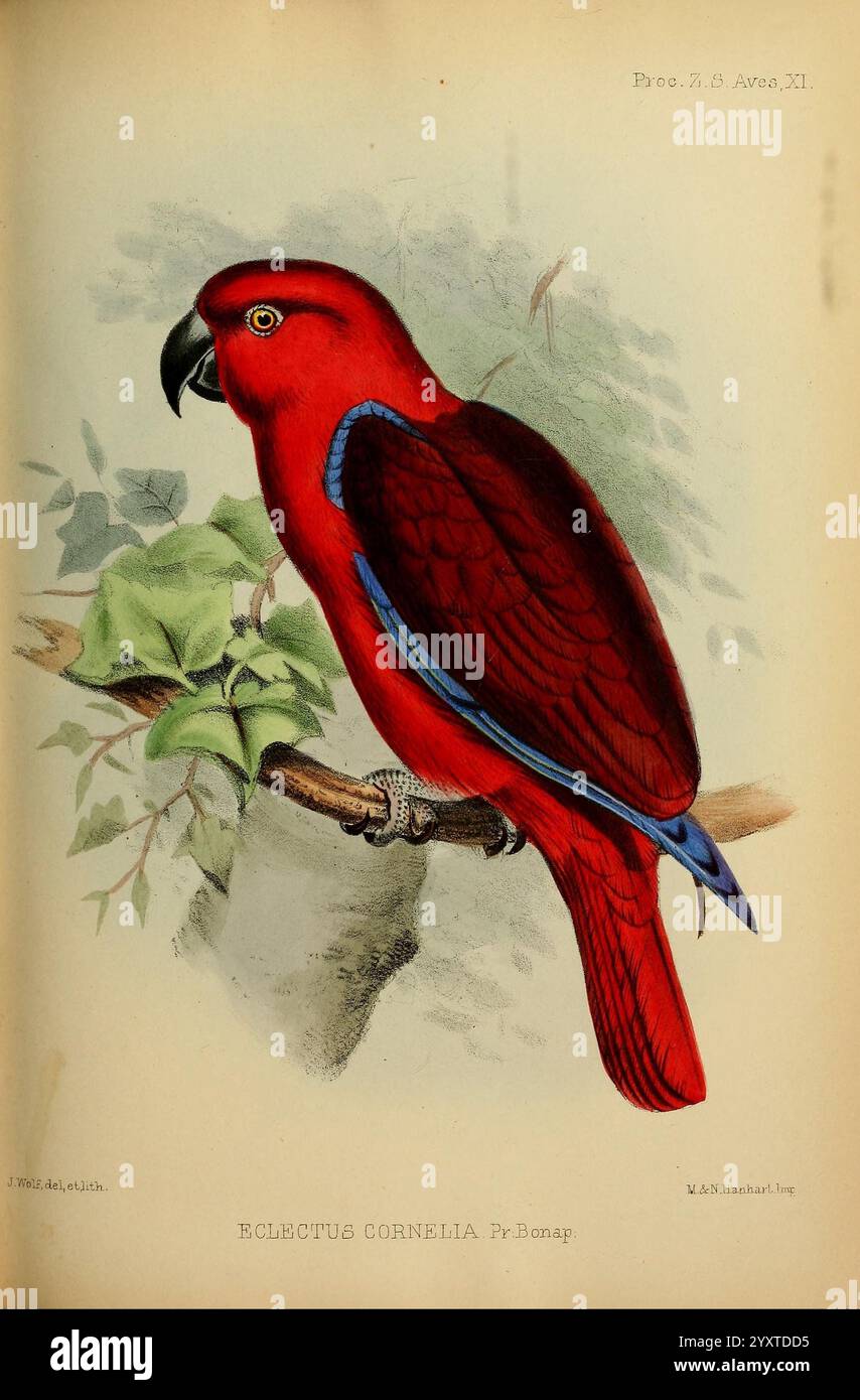 Parrots sharp black beak hi-res stock photography and images - Alamy