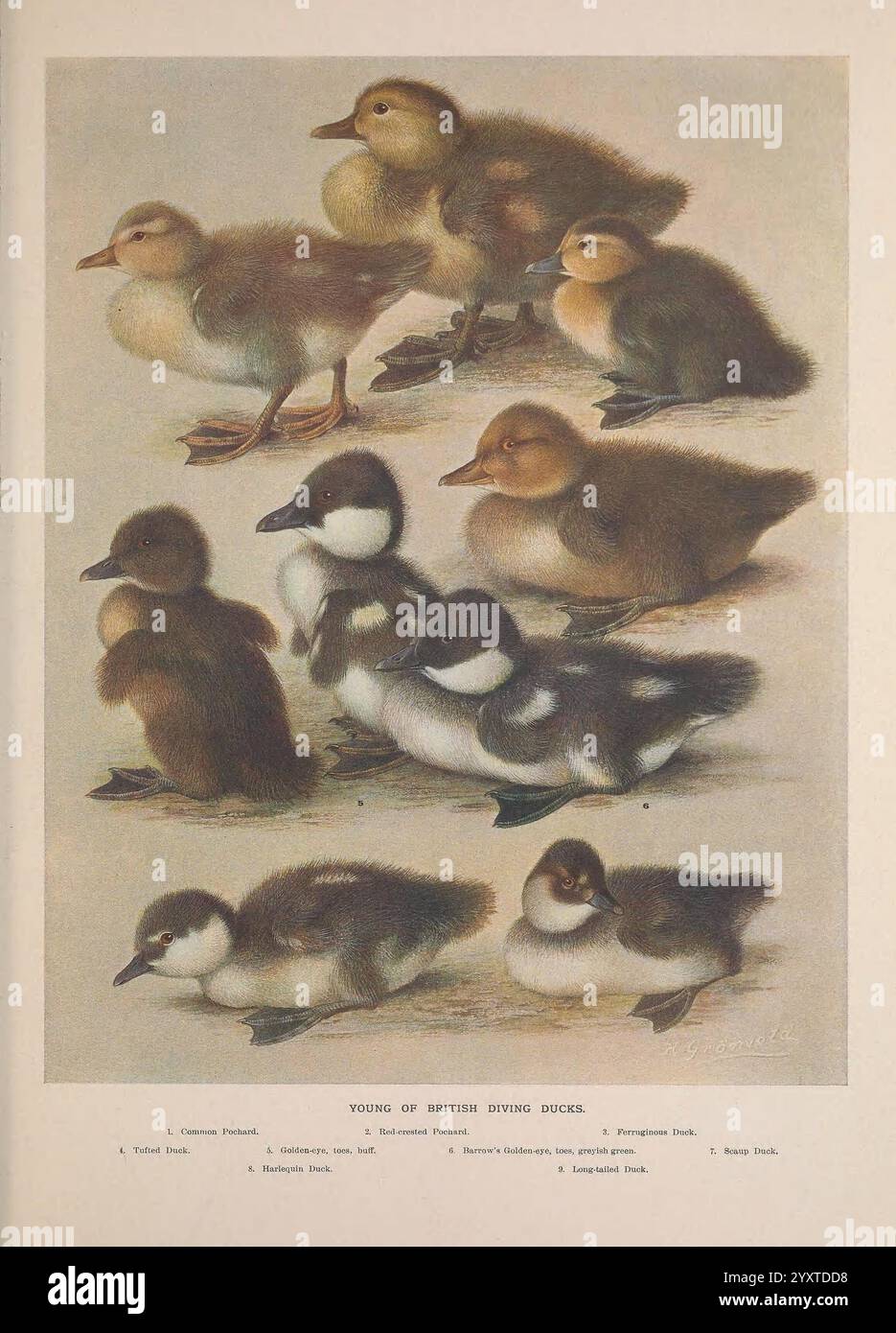 Top row presents larger ducklings hi-res stock photography and images ...