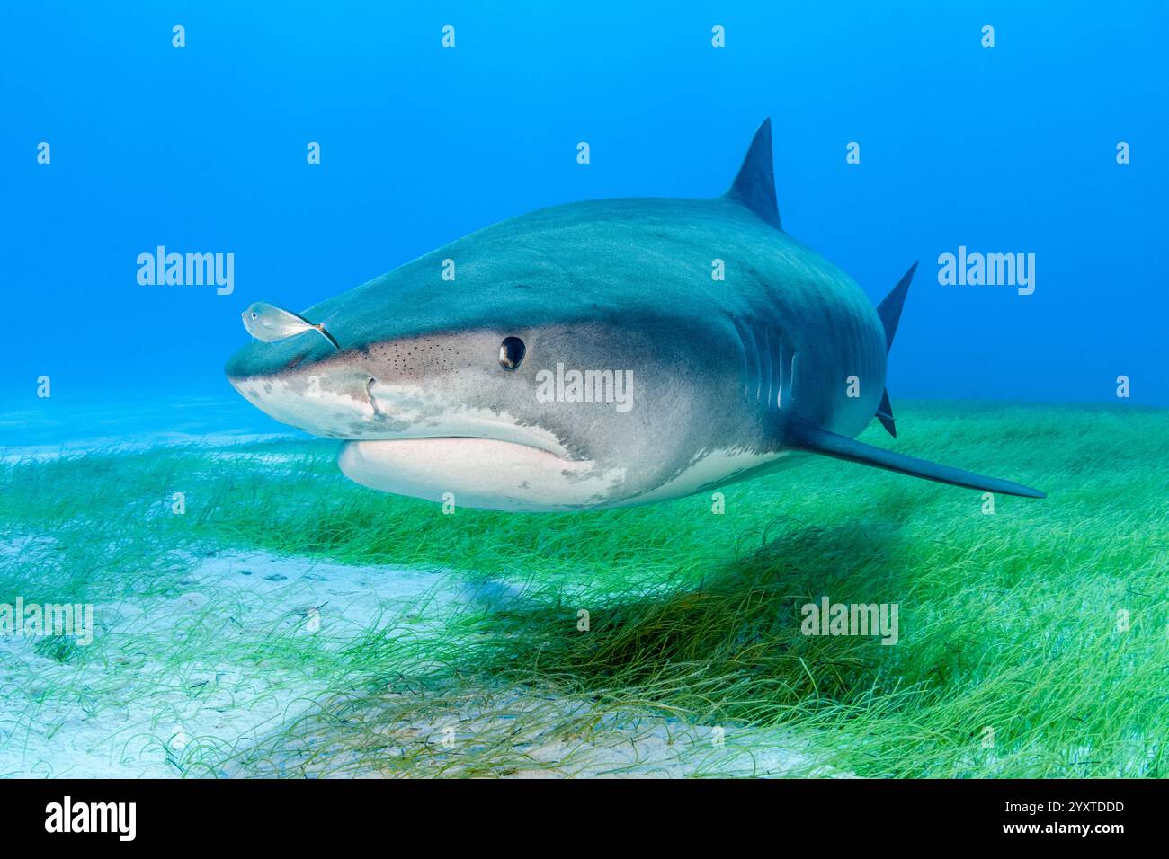 tiger shark, Galeocerdo cuvier, with juvenile bar jack, Caranx ruber ...
