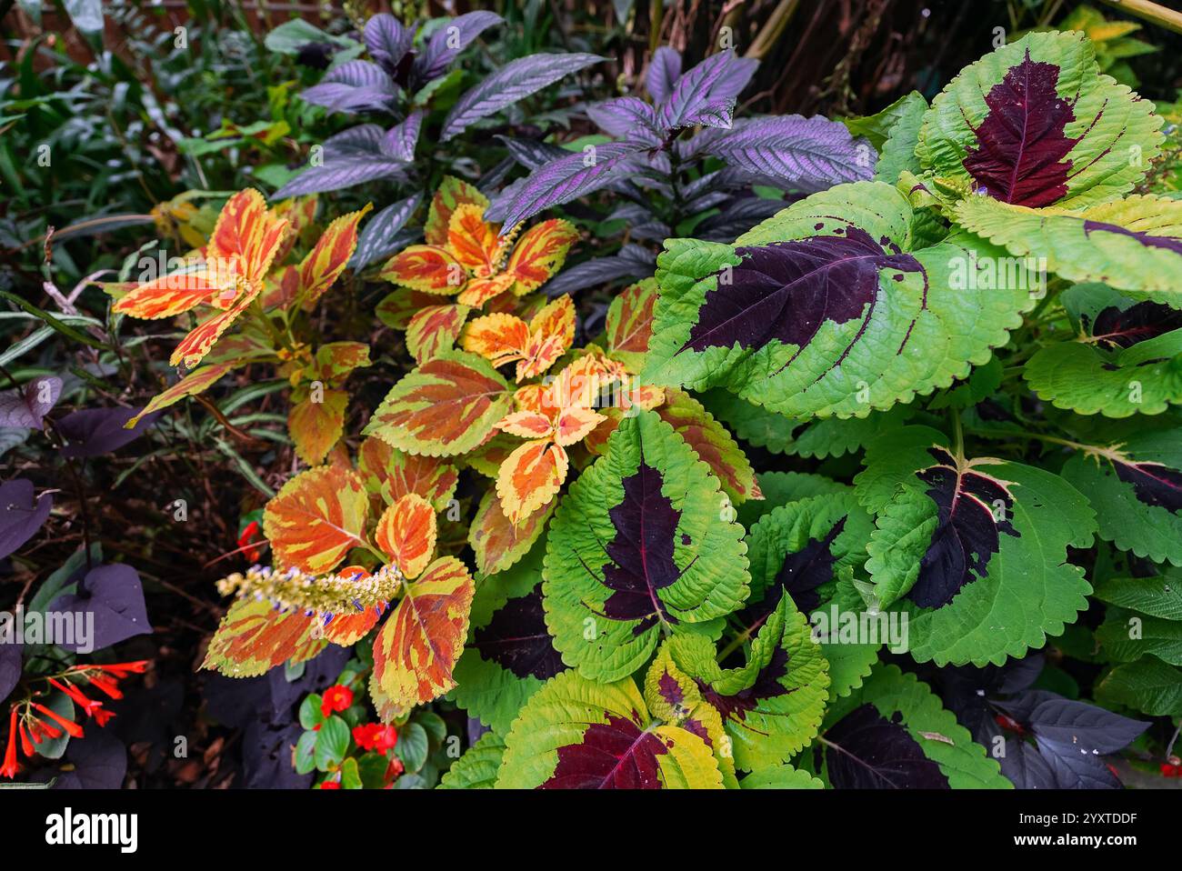 Coleus ornamental plants. Coleus amboinicus Stock Photo - Alamy