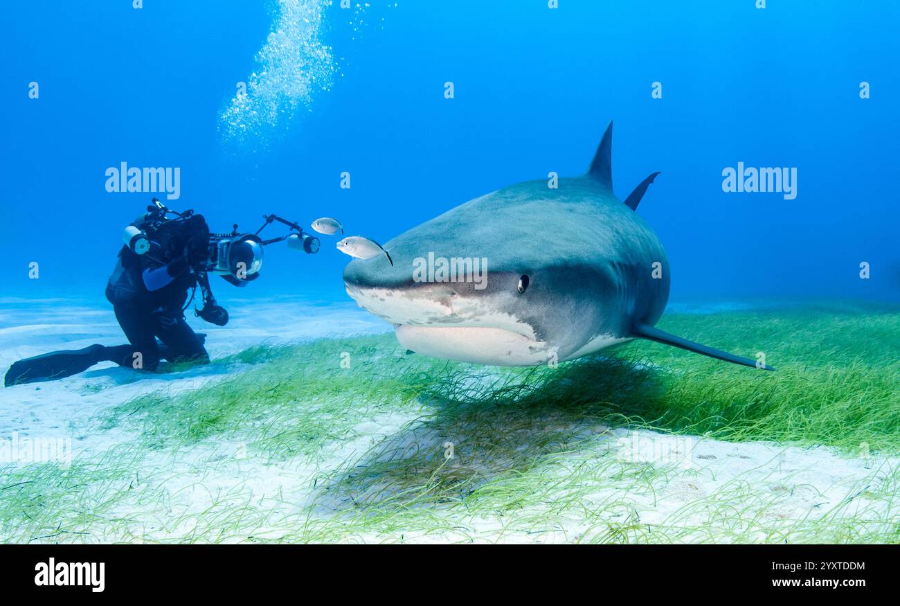 tiger shark, Galeocerdo cuvier, with juvenile bar jack, Caranx ruber ...