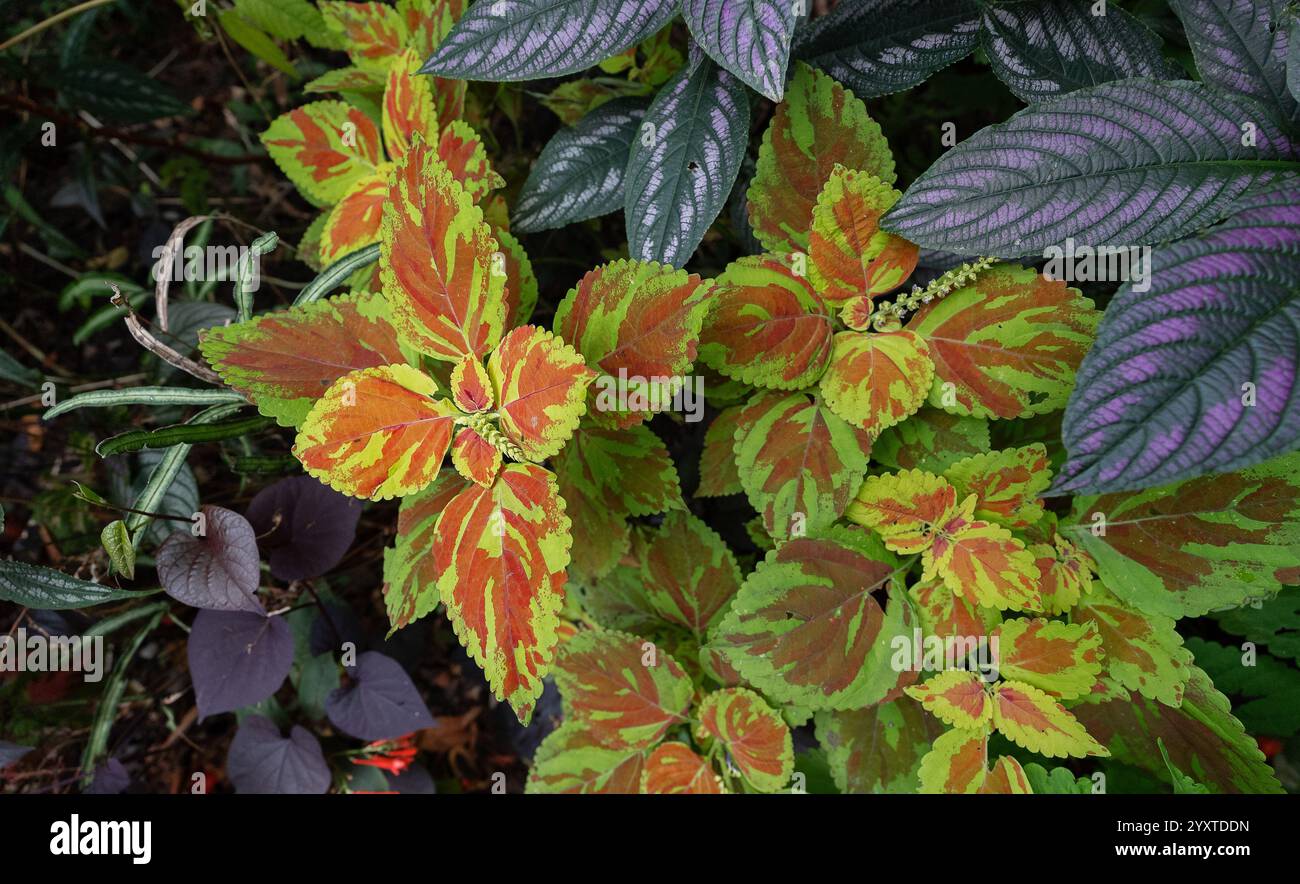 Coleus ornamental plants. Coleus amboinicus Stock Photo - Alamy