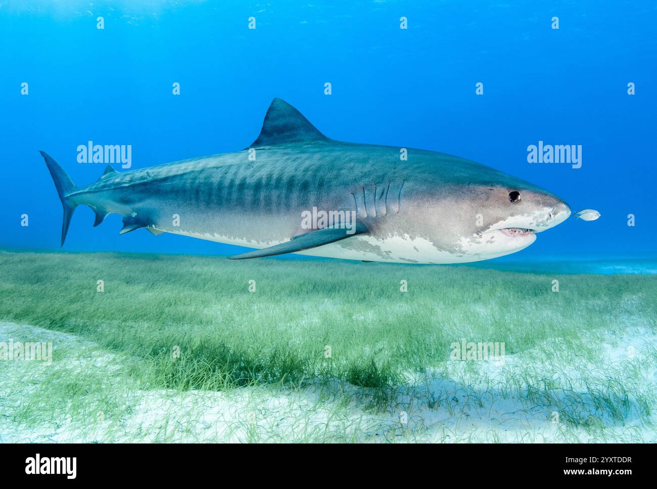 tiger shark, Galeocerdo cuvier, with juvenile bar jack, Caranx ruber ...