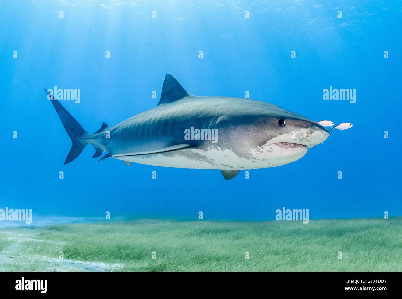 tiger shark, Galeocerdo cuvier, with juvenile bar jack, Caranx ruber ...