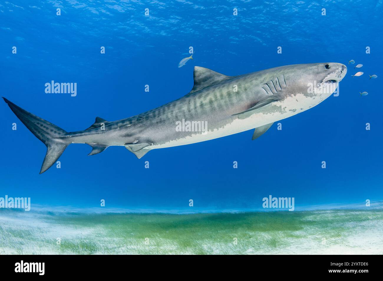 tiger shark, Galeocerdo cuvier, with juvenile bar jack, Caranx ruber ...