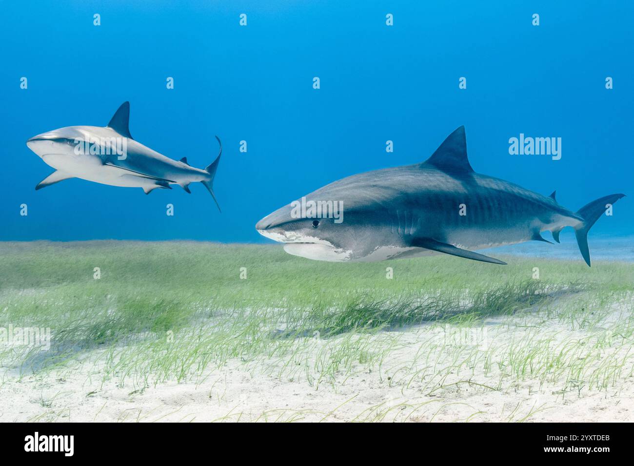 tiger shark, Galeocerdo cuvier, and Caribbean reef shark, Carcharhinus ...