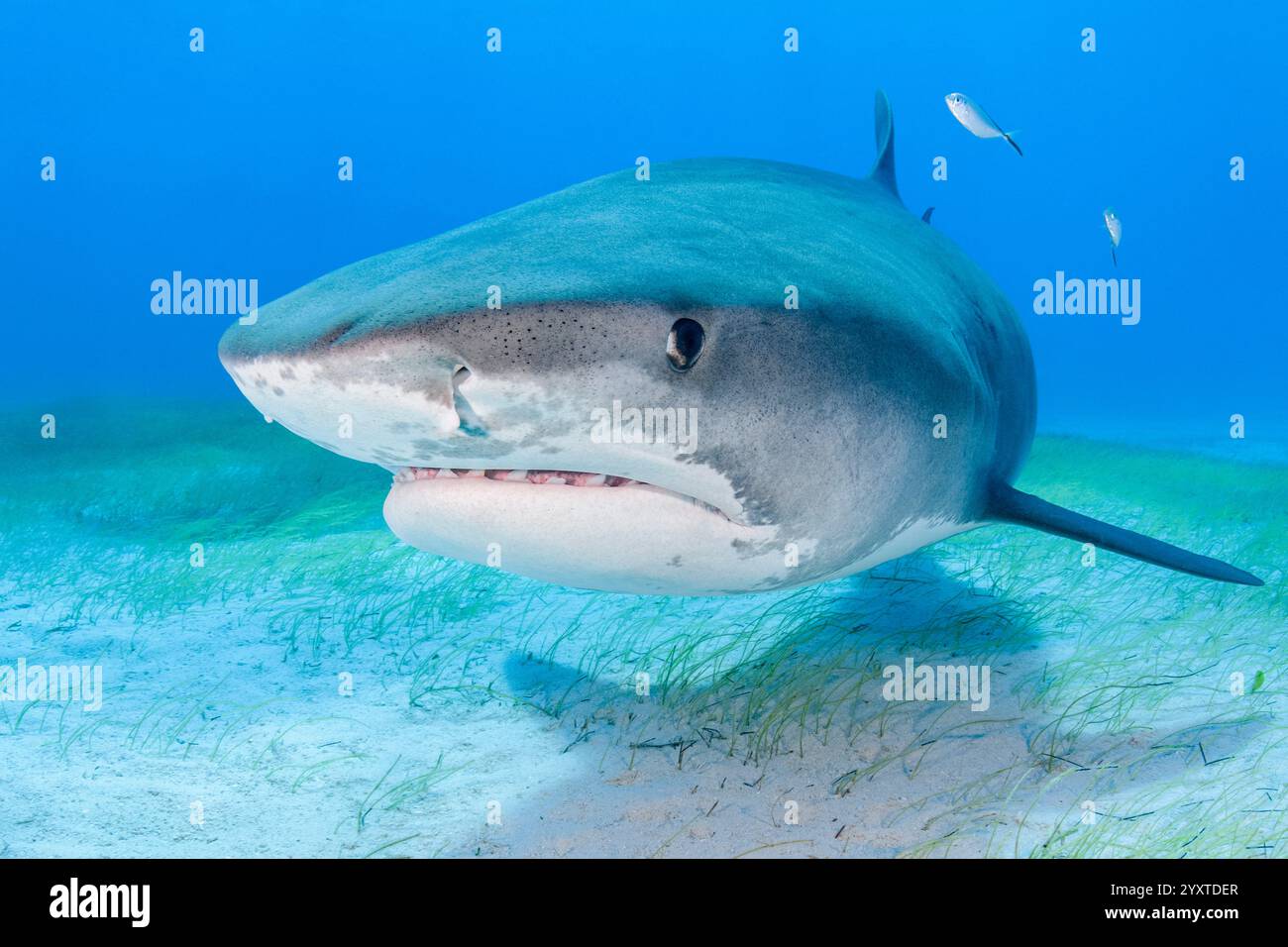 tiger shark, Galeocerdo cuvier, with juvenile bar jack, Caranx ruber ...
