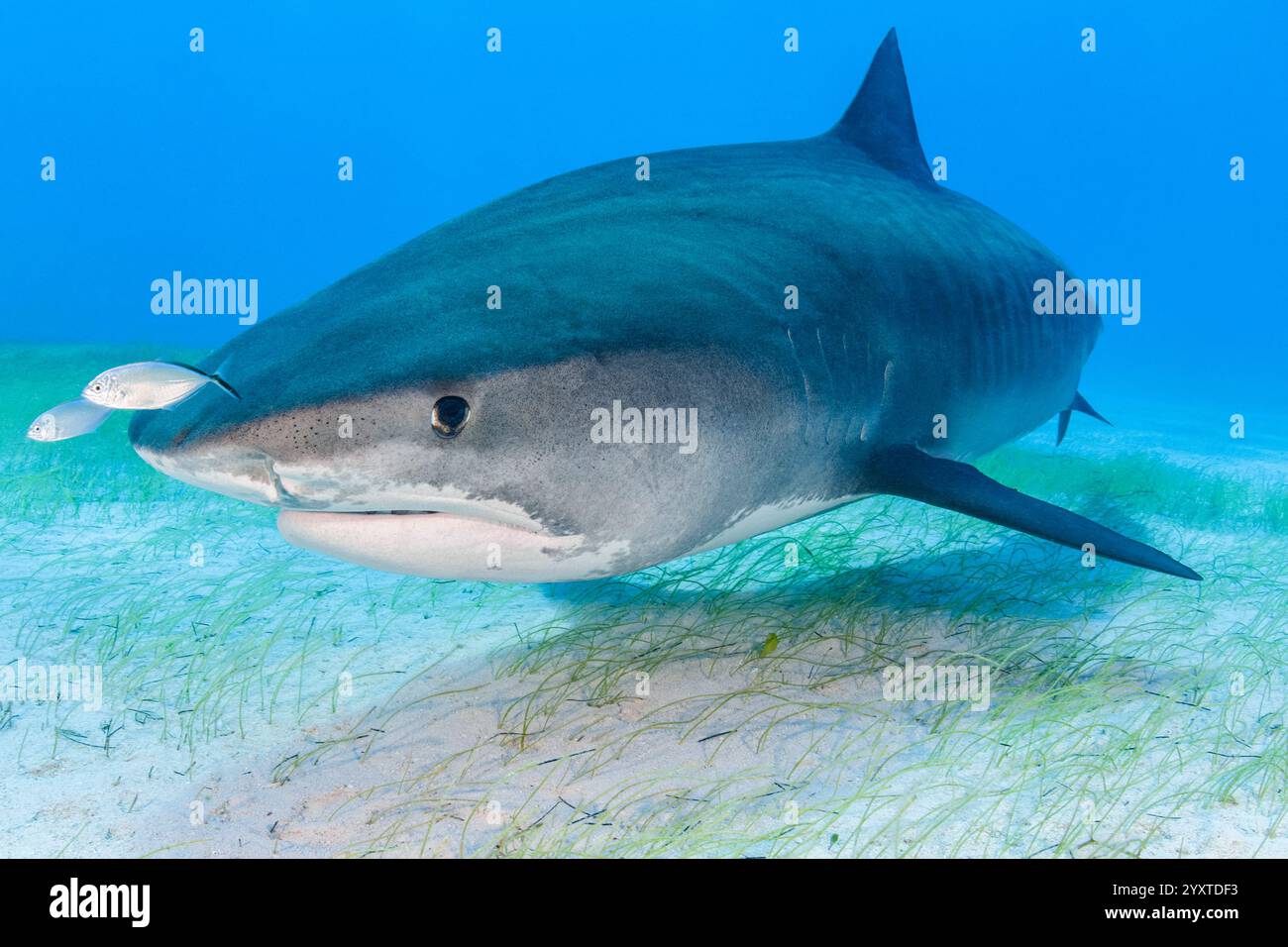 tiger shark, Galeocerdo cuvier, with juvenile bar jack, Caranx ruber ...