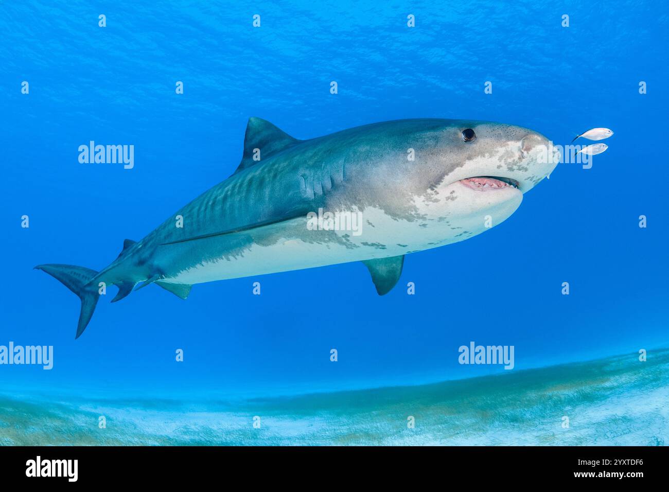 tiger shark, Galeocerdo cuvier, with juvenile bar jack, Caranx ruber ...