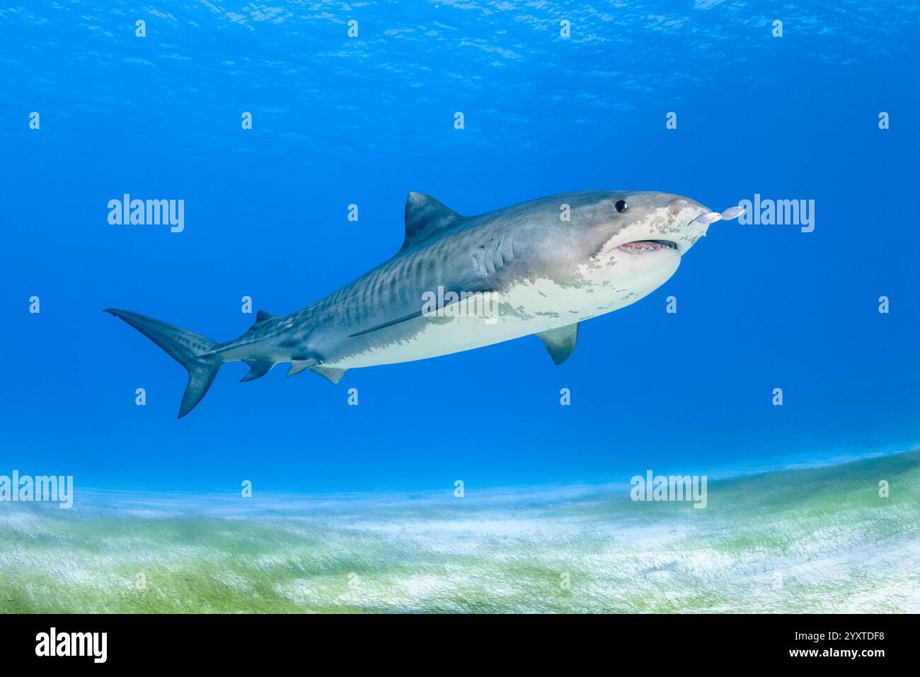 tiger shark, Galeocerdo cuvier, with juvenile bar jack, Caranx ruber ...
