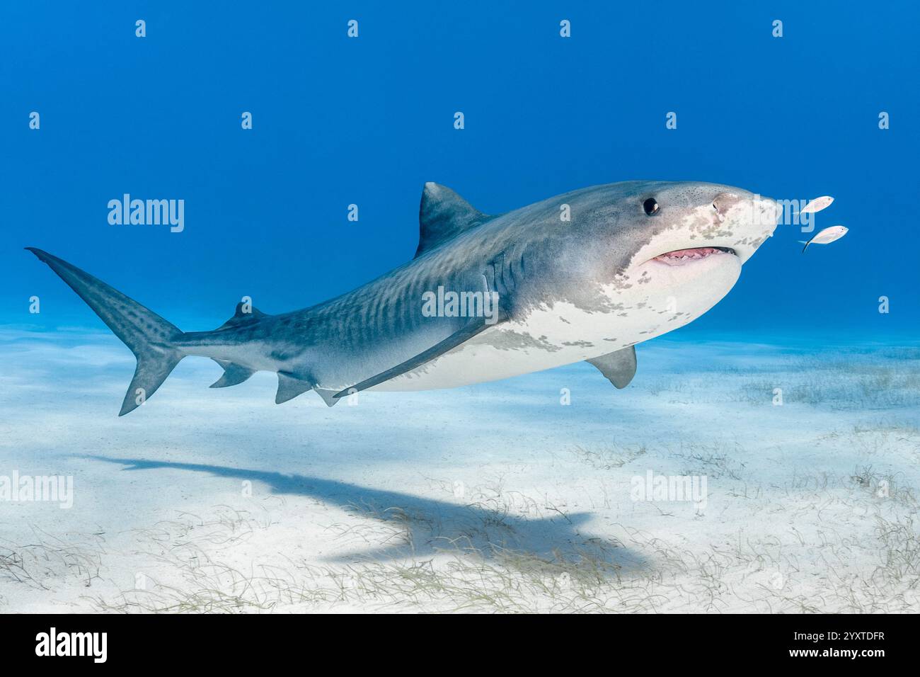 tiger shark, Galeocerdo cuvier, with juvenile bar jack, Caranx ruber ...