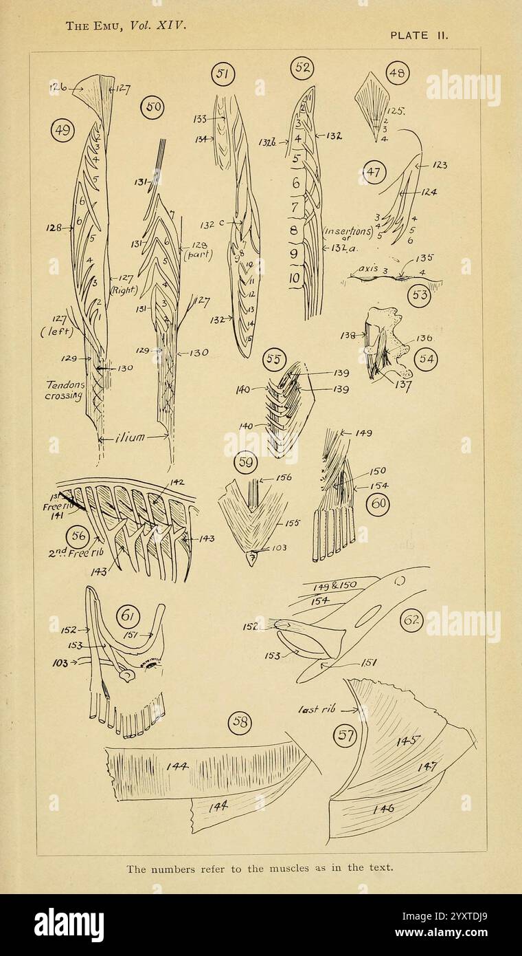 Studying avian anatomy hi-res stock photography and images - Alamy