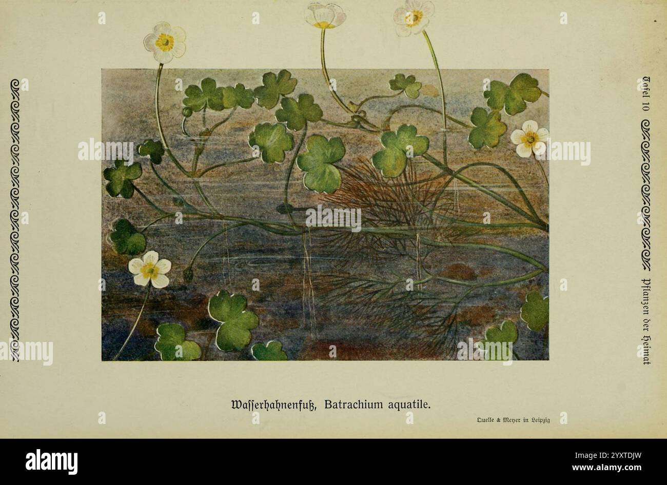 Pflanzen der Heimat Leipzig, Quelle und Meyer, 1913. Germany, pictorial ...