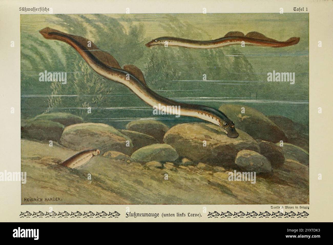 Elongated bodies undulating hi-res stock photography and images - Alamy