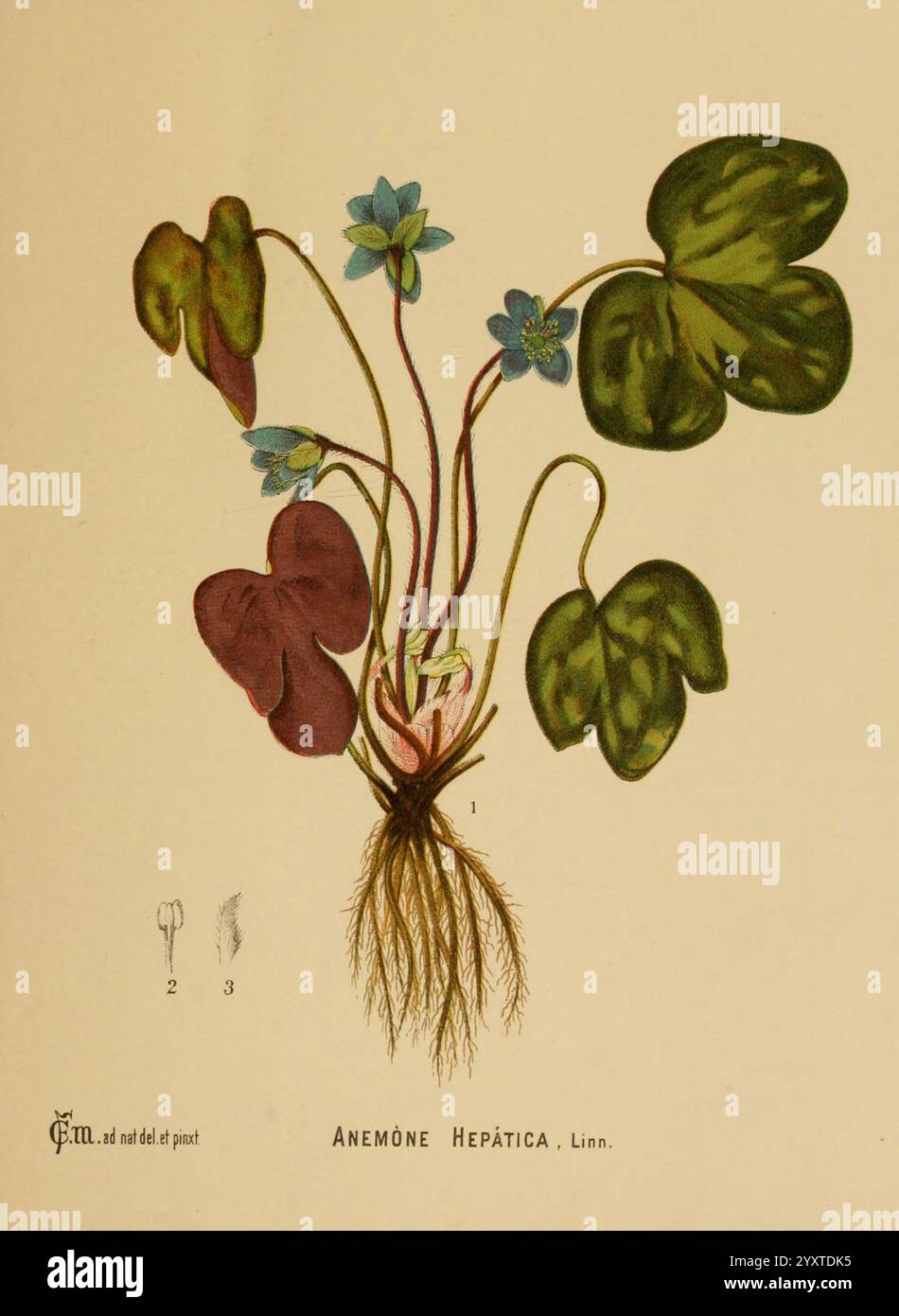 American Medicinal Plants New York Boericke & Tafel c1887 Botany ...
