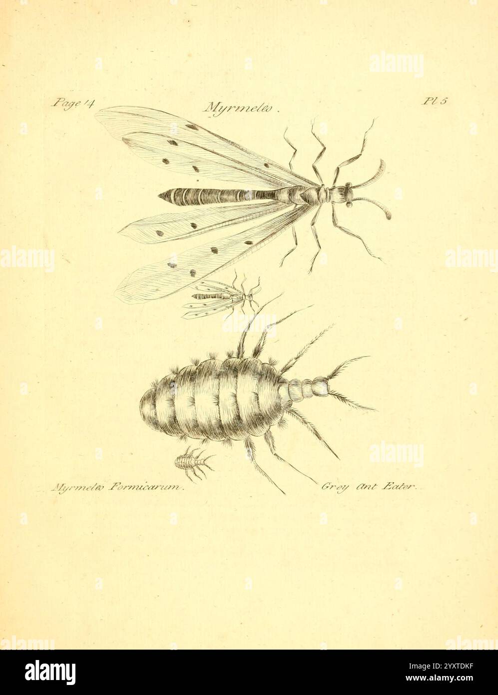 Two distinct insect species hi-res stock photography and images - Alamy
