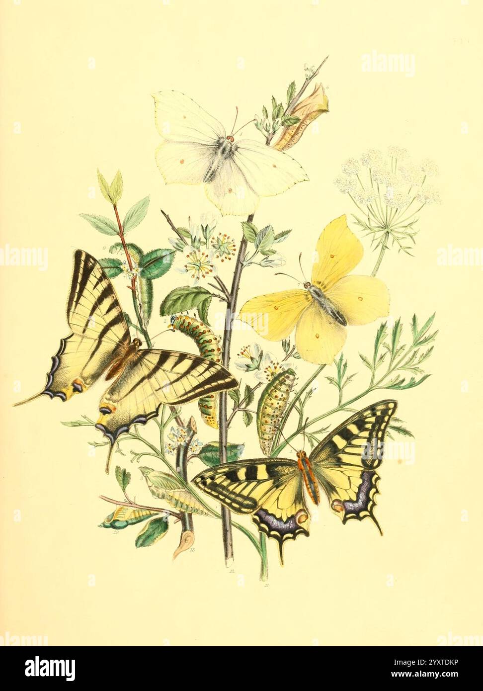 British, butterflies, and, their, transformations, London, William ...
