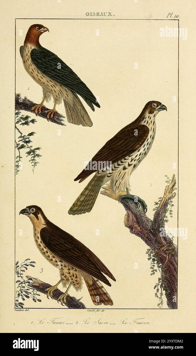 Oeuvres completes de Buffon, Paris, 1841, birds, atlases,, The ...