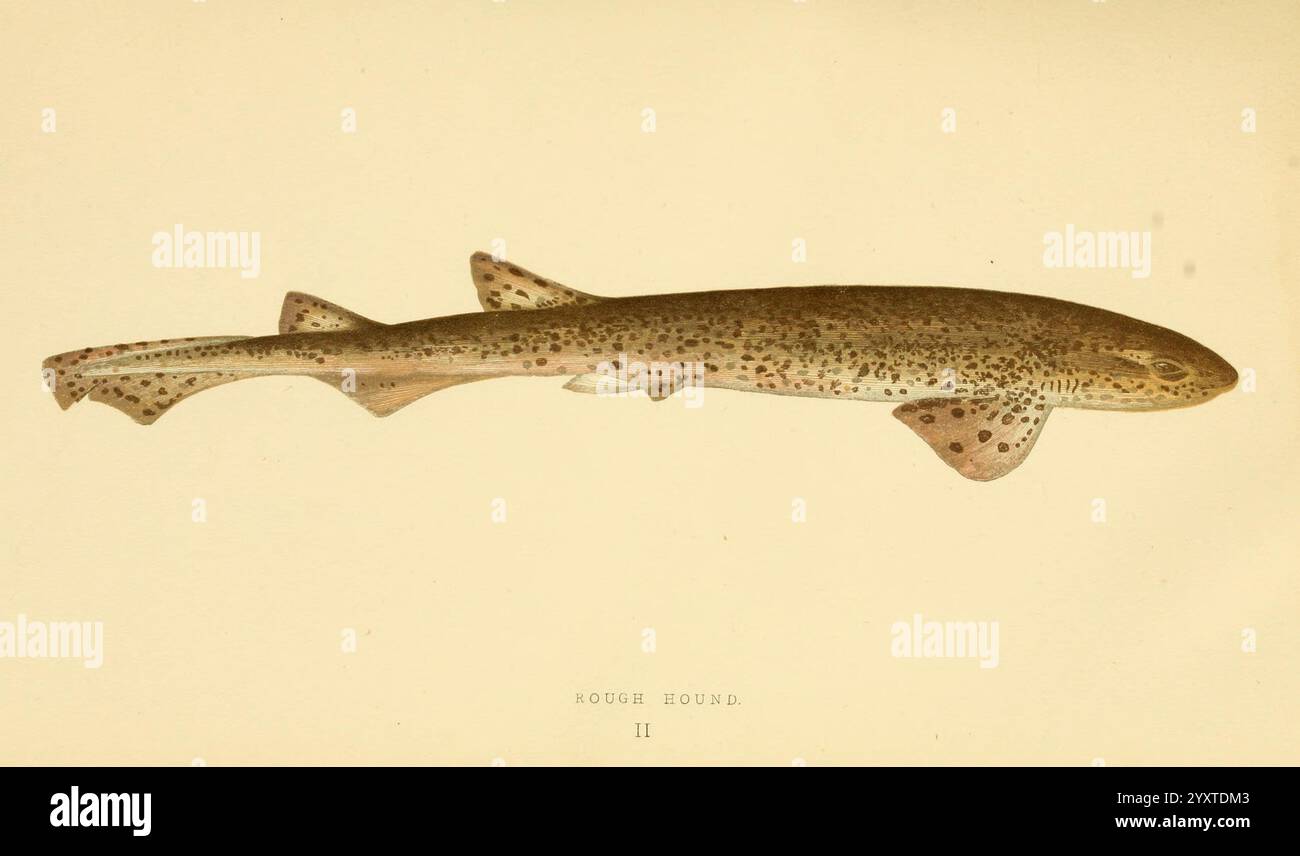 A history of the fishes of the British Islands. 1862-65. Great Britain ...