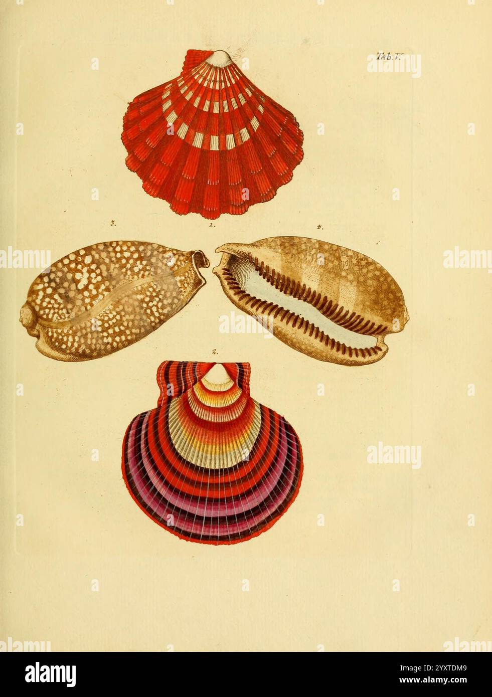 Two unique shells highlight hi-res stock photography and images - Alamy