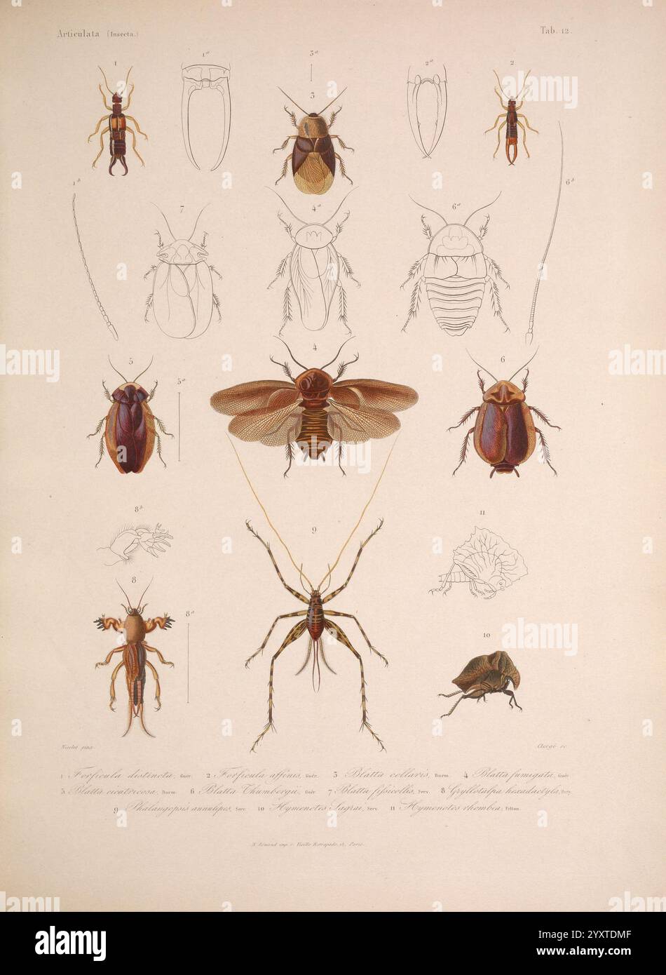 Carcinophora americana hi-res stock photography and images - Alamy