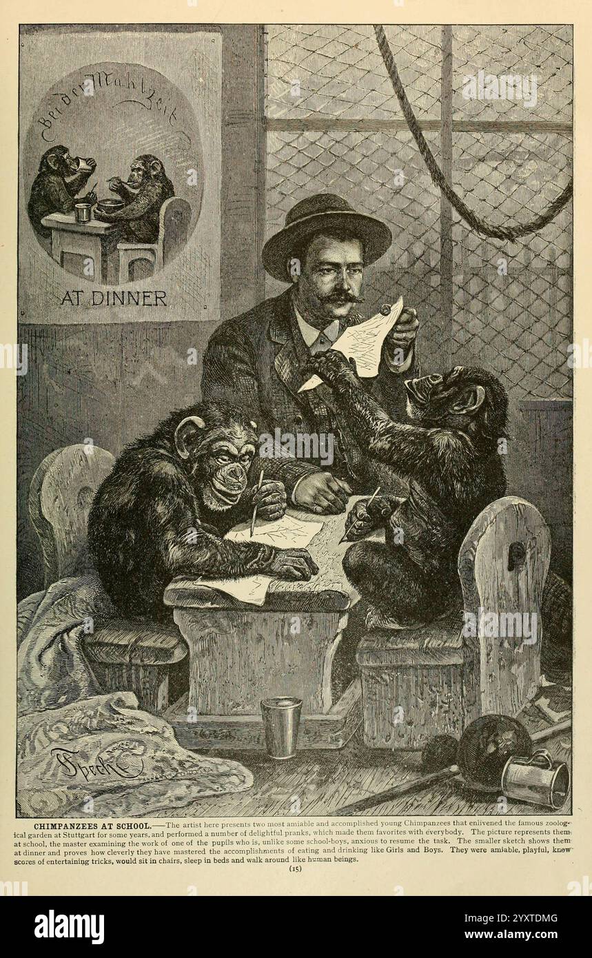 Chimp sits across hi-res stock photography and images - Alamy