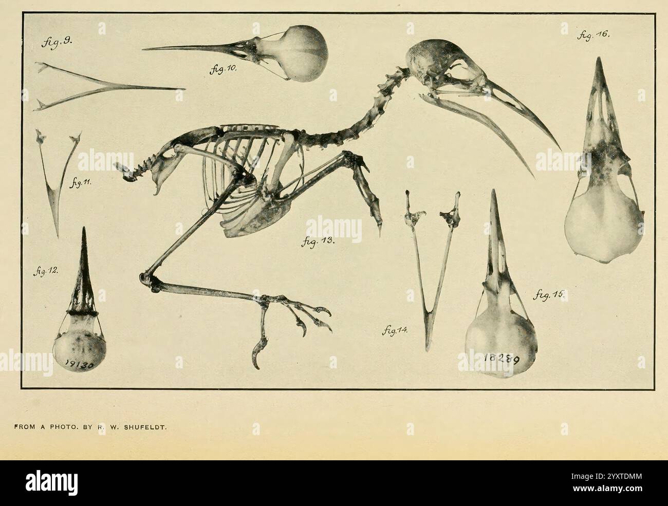 Understanding bird physiology hi-res stock photography and images - Alamy