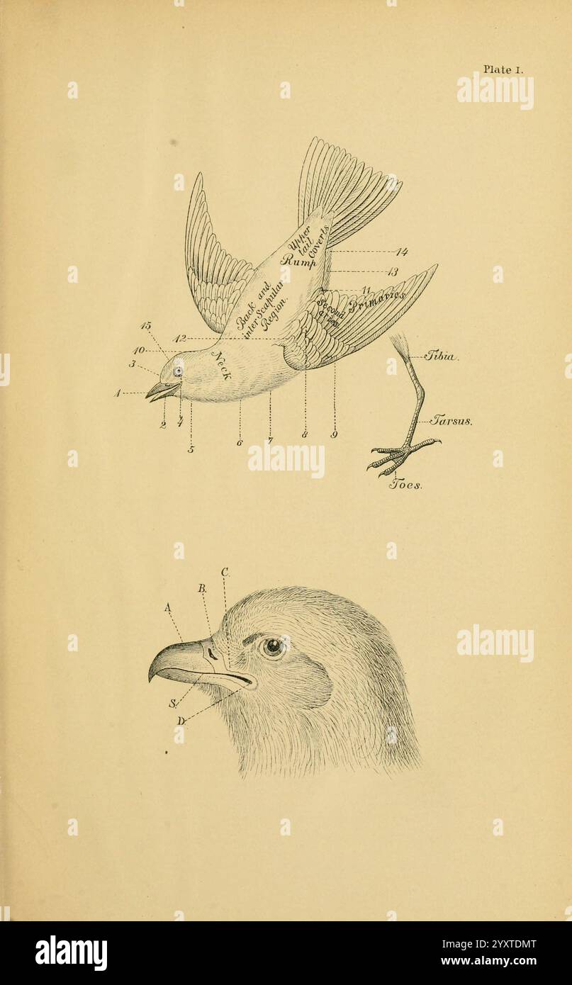 Detailed diagram labels important anatomical parts hi-res stock ...