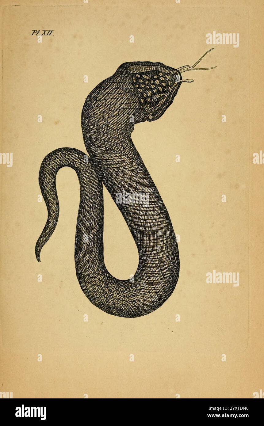 Snakes features hi-res stock photography and images - Alamy