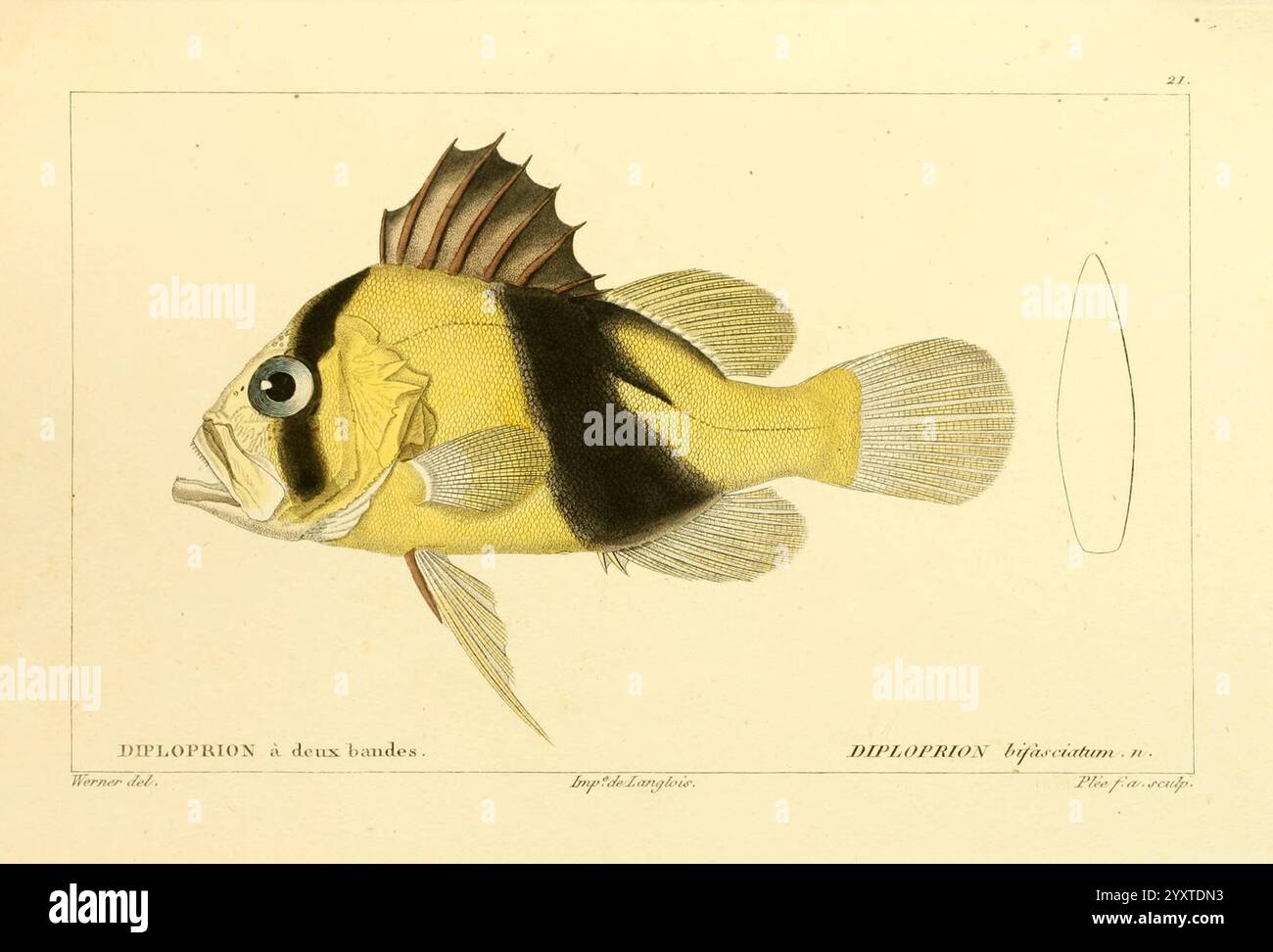 Aquatic creatures distinct characteristics hi-res stock photography and ...