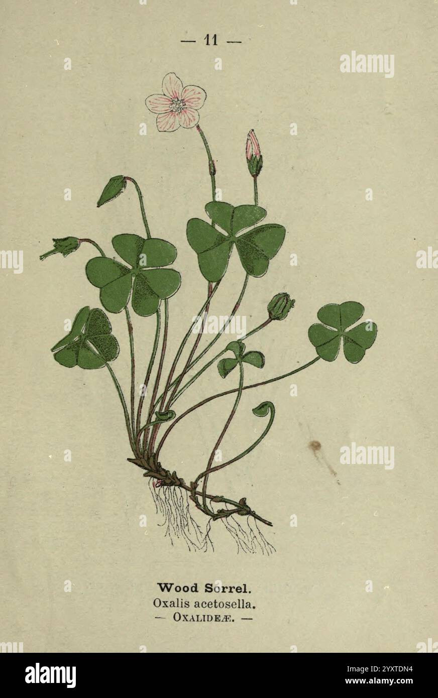 Three heart shaped leaflets hi-res stock photography and images - Alamy