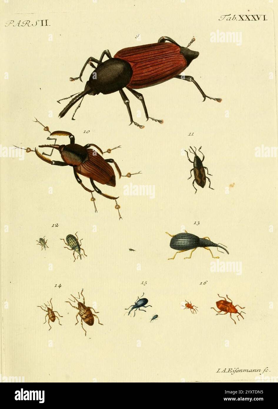 J.E. Voet, M. Doct, Catalogus systematicus coleopterorum = À la Haye ...